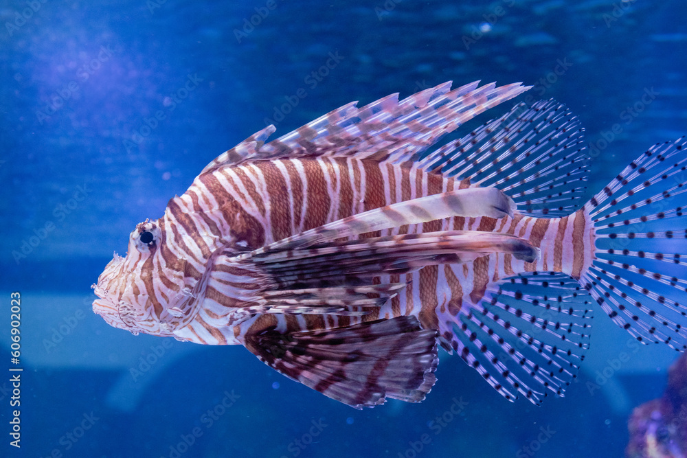 Scorpion fish photo up close in an aquarium. profile photo with ...