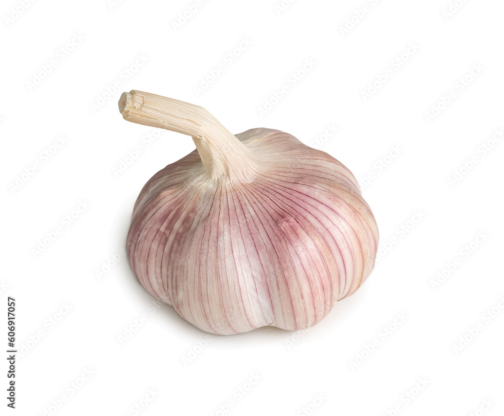 Single Fresh White Garlic Bulb Isolated On White Background With