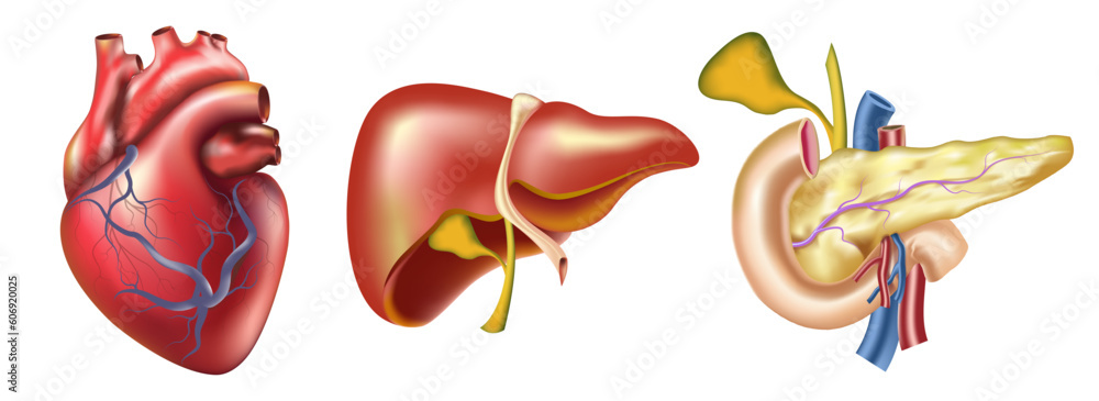 Realistic human organs vector illustration. human Heart, liver and ...