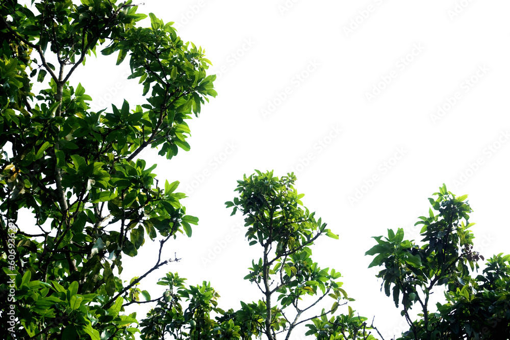 Mango tree branch isolated on transparent background Stock Photo ...