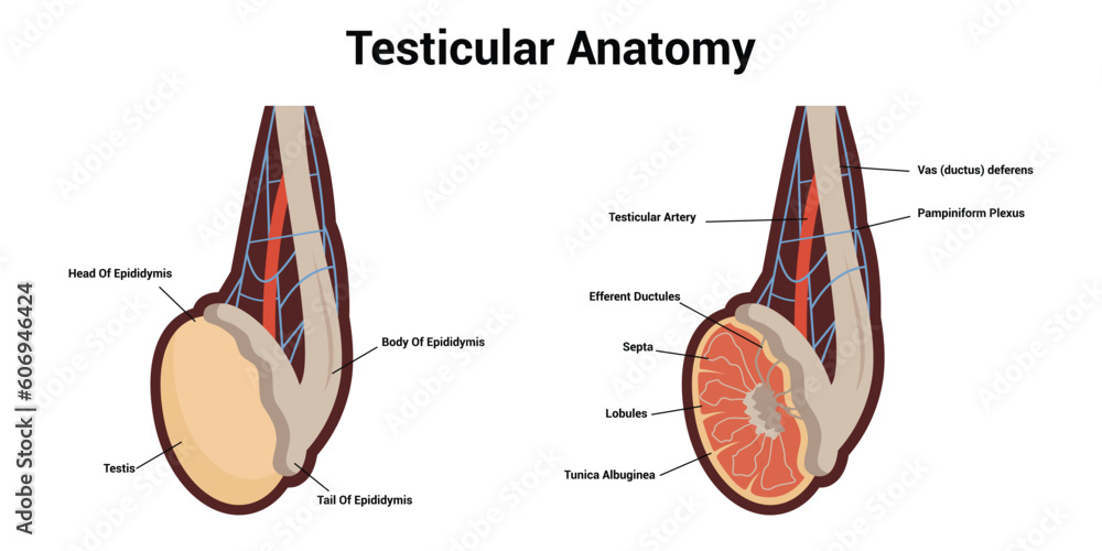 Testicular Anatomy Illustration Of A Cross Section Of Male Testis