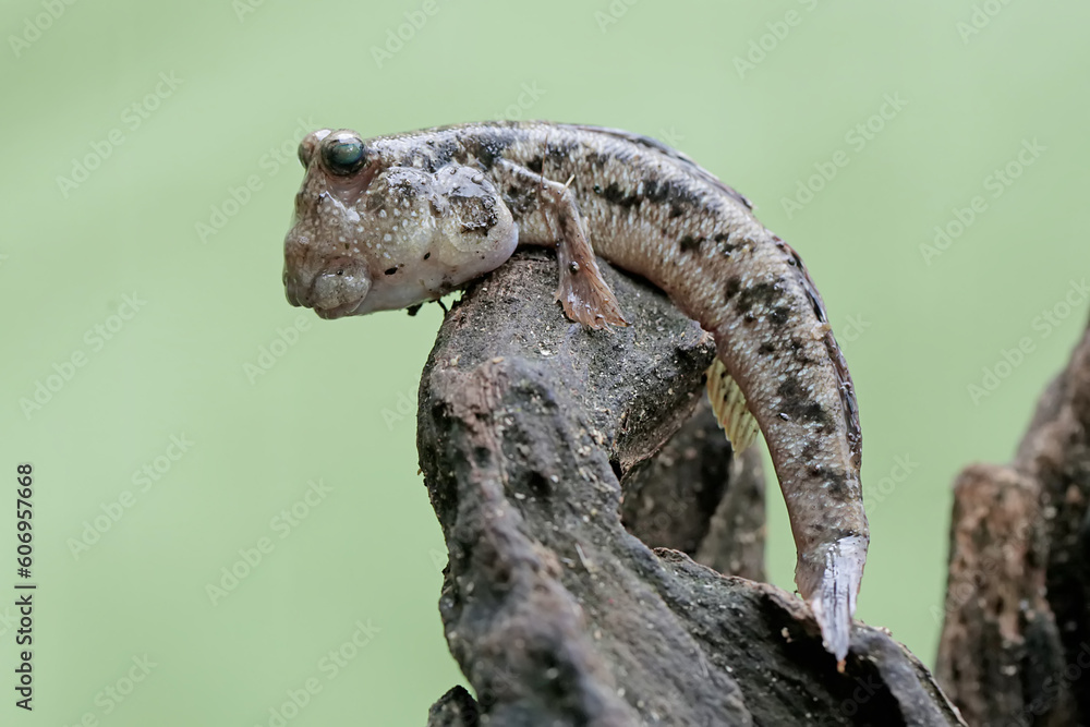A barred mudskipper fish resting on a weathered log at the edge of a ...