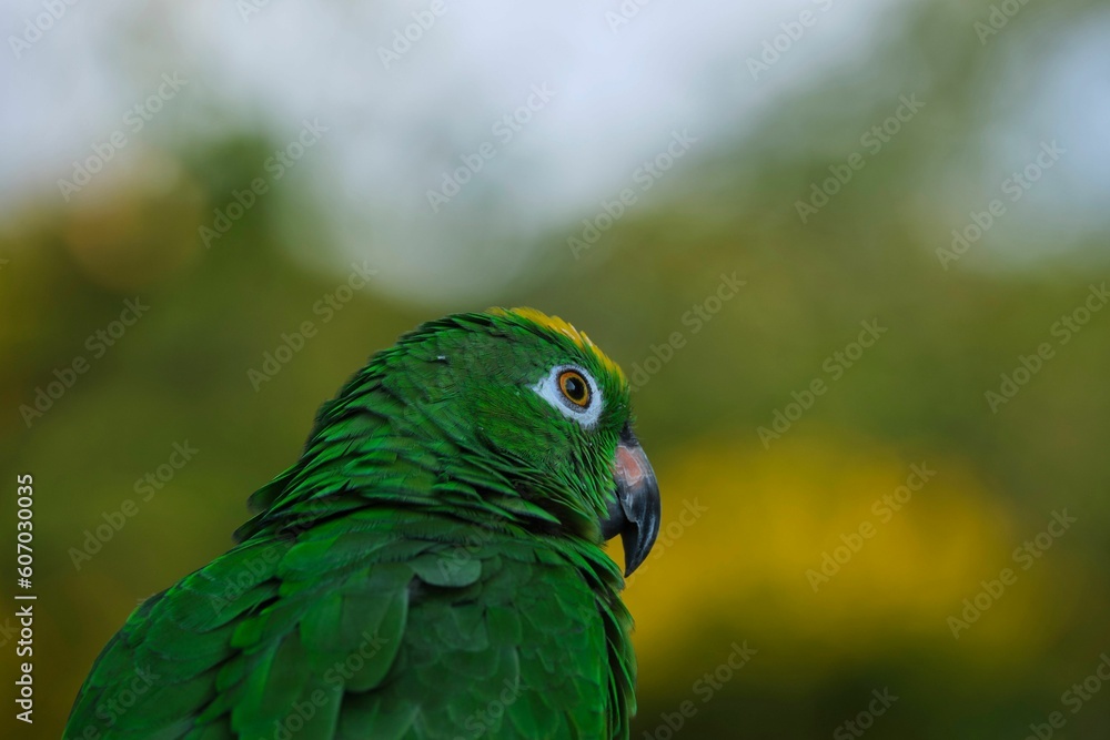 Yellow Headed Amazon Flying
