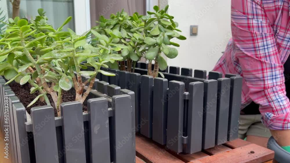 Home gardener takes care of indoor plants by changing the soil for ...