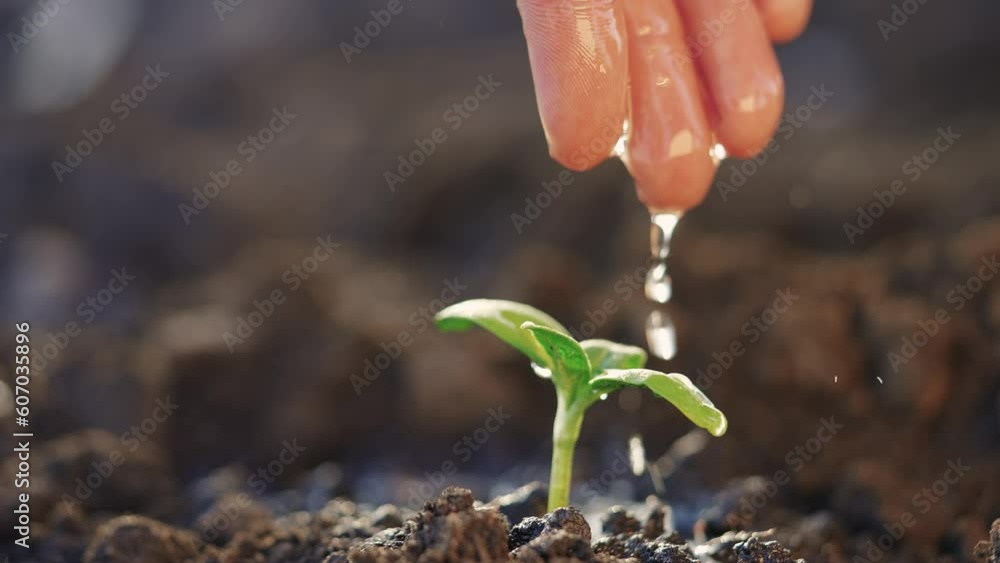 Agriculture. hand water one green sprout in the soil field water drops ...