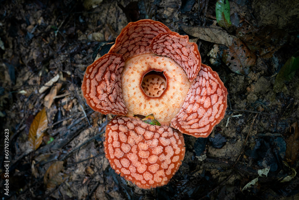 Rafflesia, the biggest flower in the world , Borneo, Malaysia Stock ...