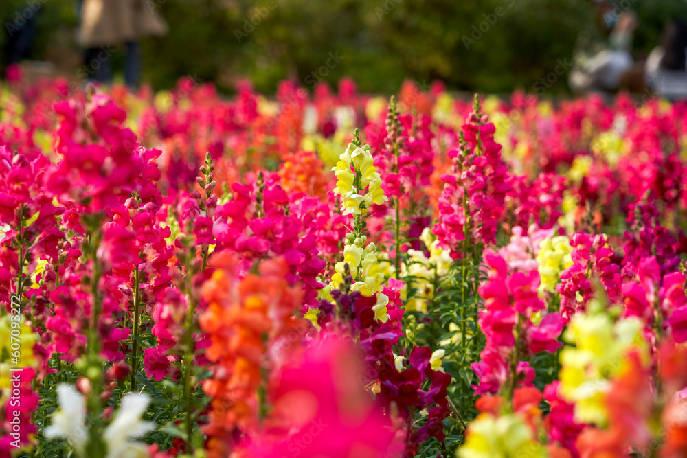 Beautiful blooming sea of snapdragon flowers of various colors in the ...