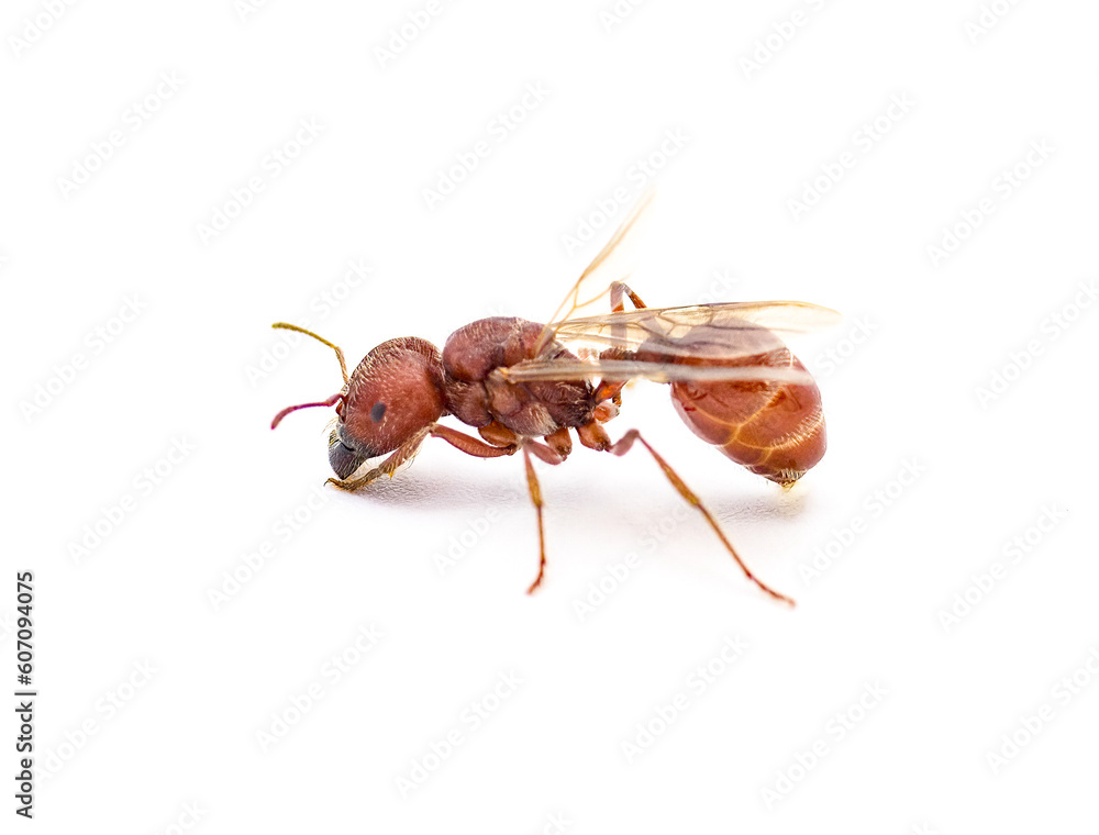 Flying ant isolated on white background. Pogonomyrmex badius, the ...