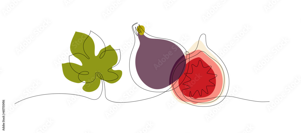 Purple fig fruit. Continuous one line drawing fig, fig half, leaf ...