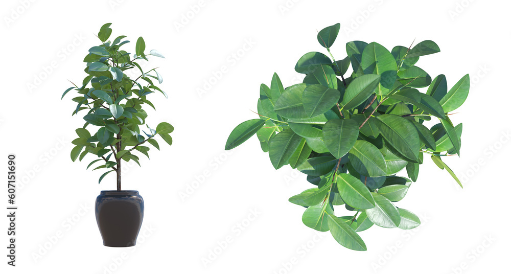 Ficus Elastica interior plant front top view png alpha channel Stock ...