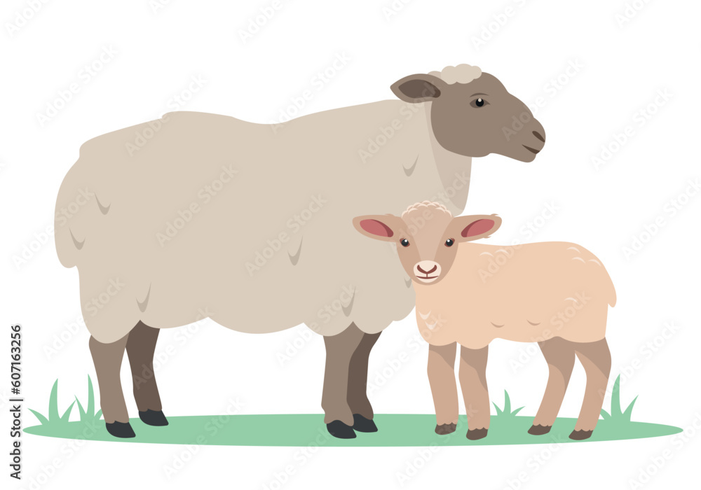 Sheep and baby lamb. Family of sheeps. Farm animal icons. Wool and meat ...