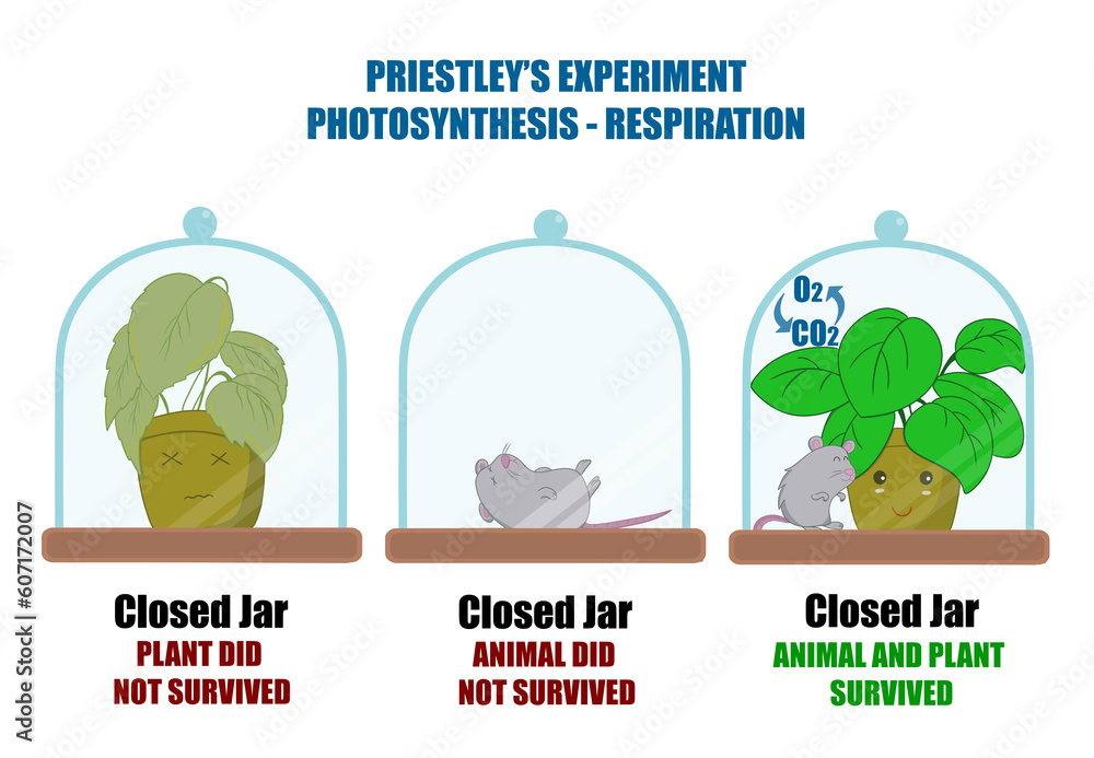 Joseph Priestley's experiment with a plant and a mouse (Photosynthesis-respiration) Stock ...