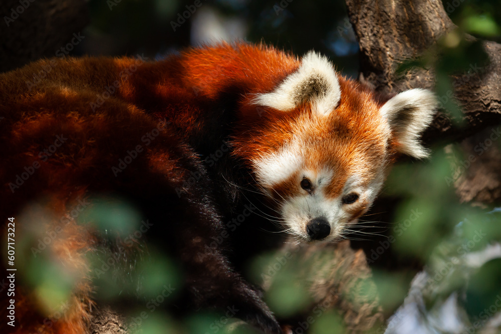 Light face of red panda hiding in branches of green tree. Wild animal ...