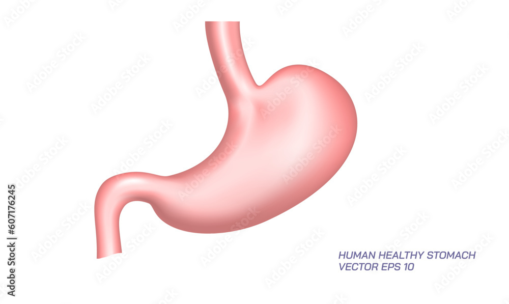 Human healthy stomach vector illustration. Healthy human body organ ...