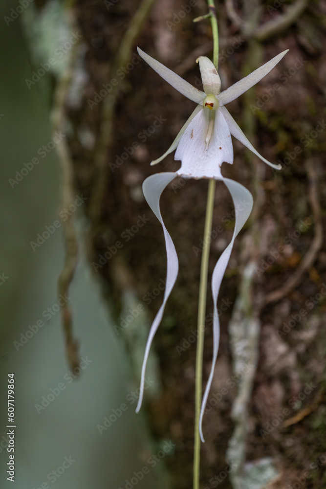 La orquídea fantasma en inglés : Ghost Orchid Stock Photo | Adobe Stock