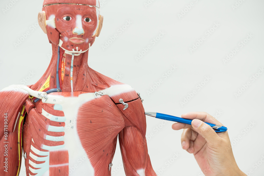 Physiotherapist explaining muscle injury to athlete.Doctor explains the ...