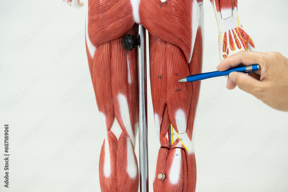 Physiotherapist explaining muscle injury to athlete.Doctor explains the ...