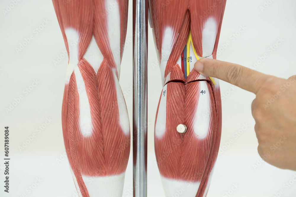 Physiotherapist explaining muscle injury to athlete.Doctor explains the ...