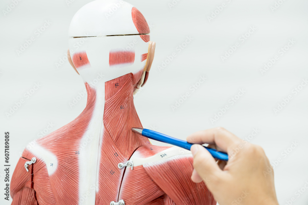 Physiotherapist explaining muscle injury to athlete.Doctor explains the ...