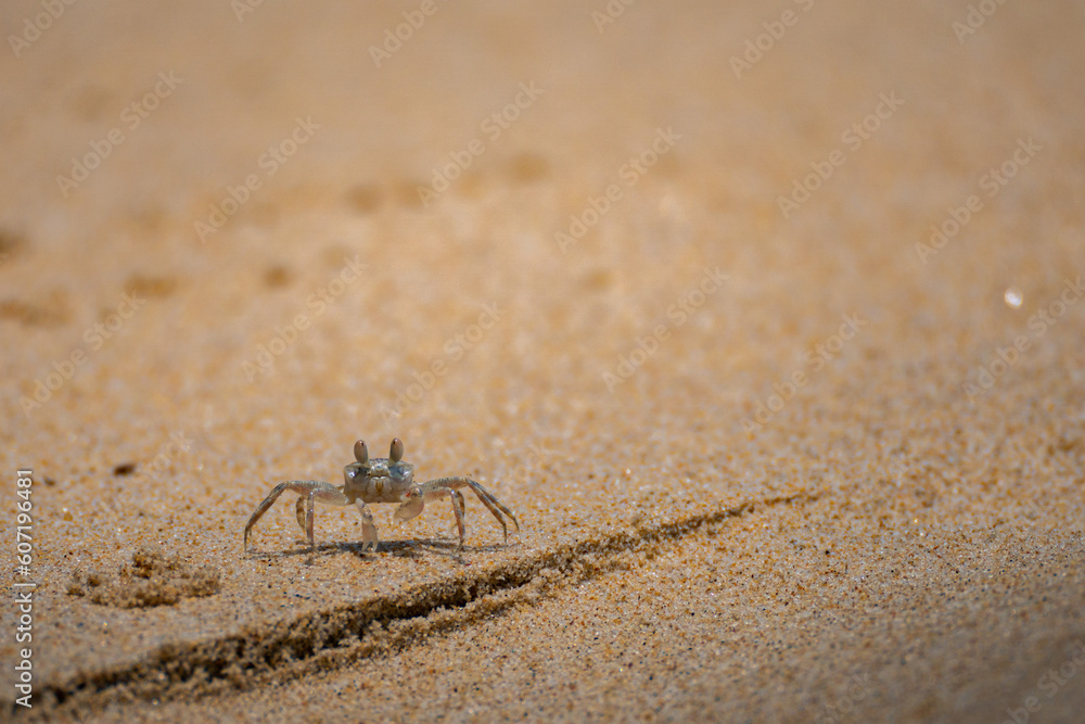 Roughly sand on beach and crab , due to digging hole by crabs in nature ...