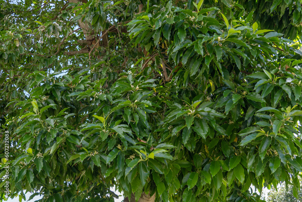Magnolia alba, also known as the white champaca, white sandalwood, or ...
