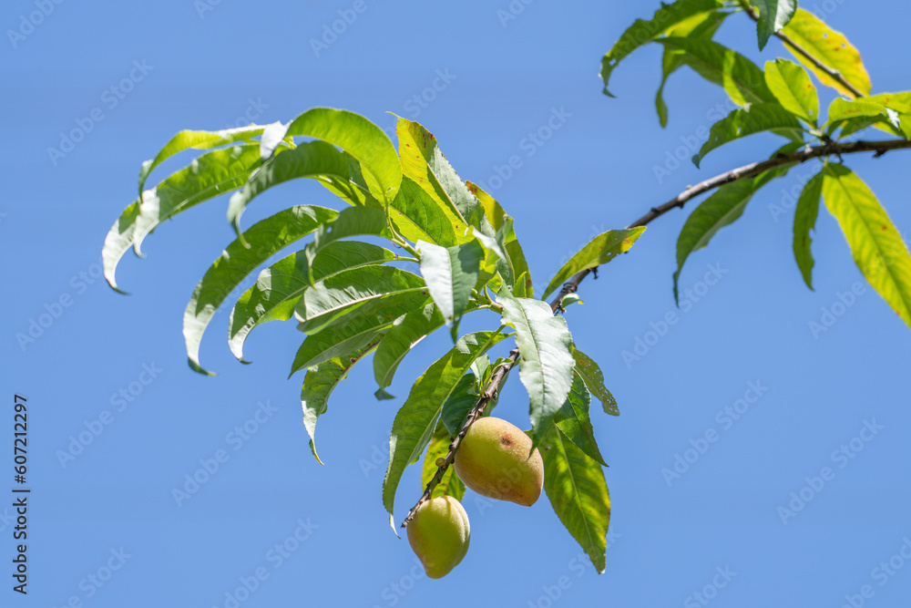 The peach (Prunus persica) Fruit trees at Sun Yat Sen Park, Maui ...