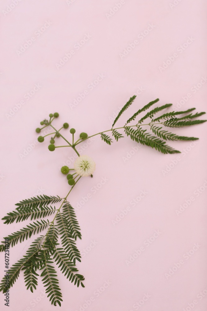 Leaf and flower, Leucaena, Leucaena siza, tree, has round white flowers ...