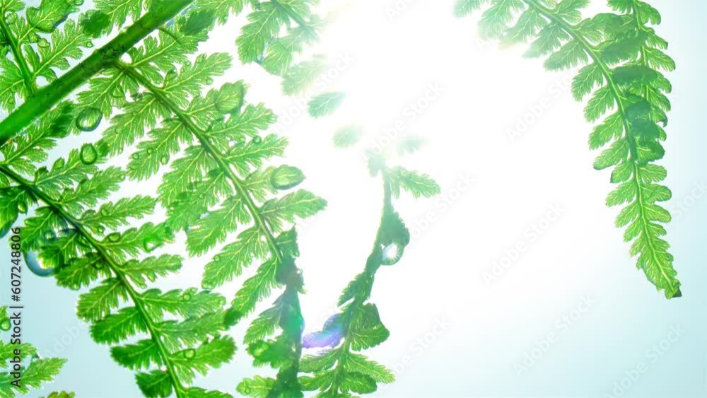 Fresh green fern leaf after the rain swaying on the wind against aqua ...