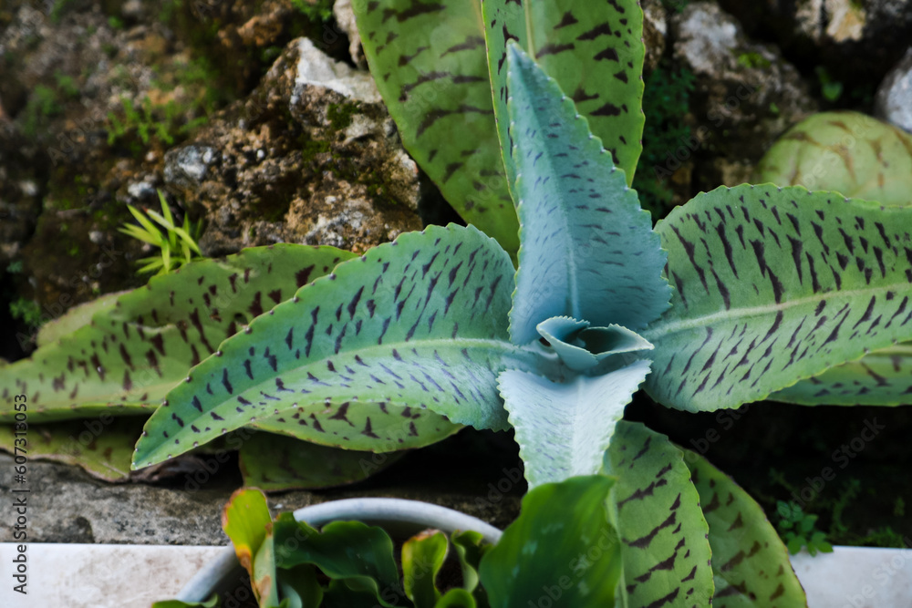 Donkey Ear Flower or Kalanchoe gastonis-bonnieri is a flower with ...