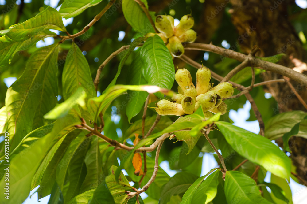Young white guava or jambu bol putih (Syzygium malaccense) on a tree ...