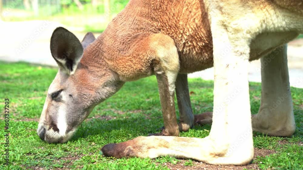 Close up shot of a red kangaroo, osphranter rufus with big feet ...