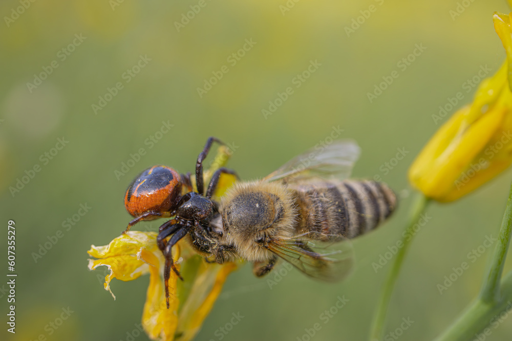 Foto de Capturing the raw power and predatory nature of the natural ...