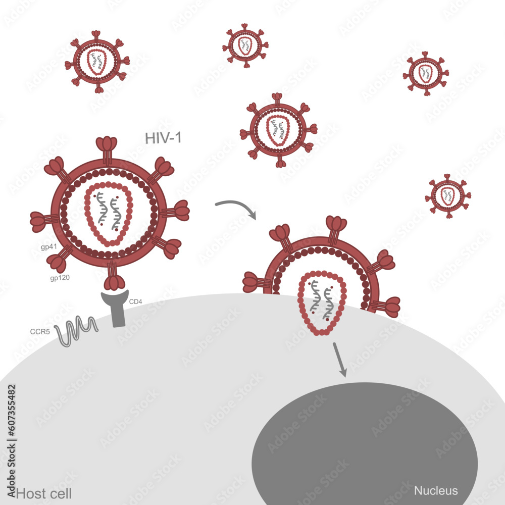 The infection pathway of HIV-1 virus that attacks to the host cell via ...