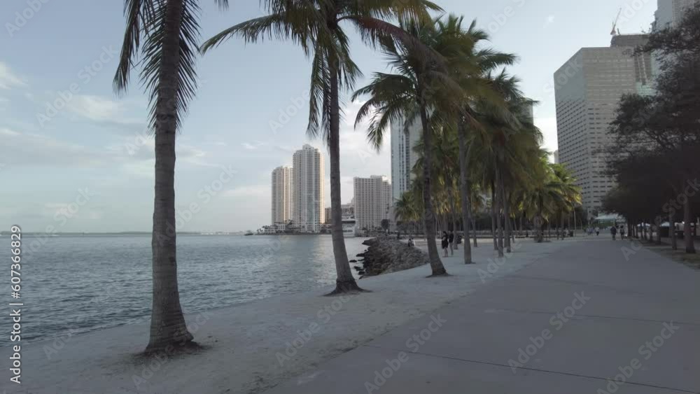 Scenic Palm Trees Pathway at Bayfront Park path near Final Miami Vice ...