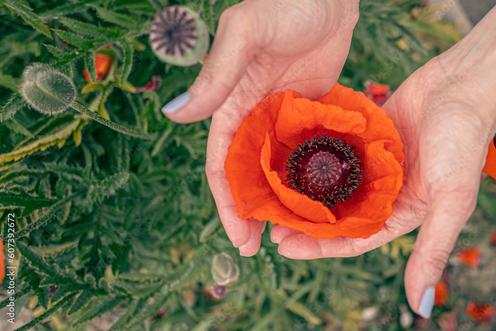 Red poppy flower close-up in a wild field. Red poppy head. Poppy field ...