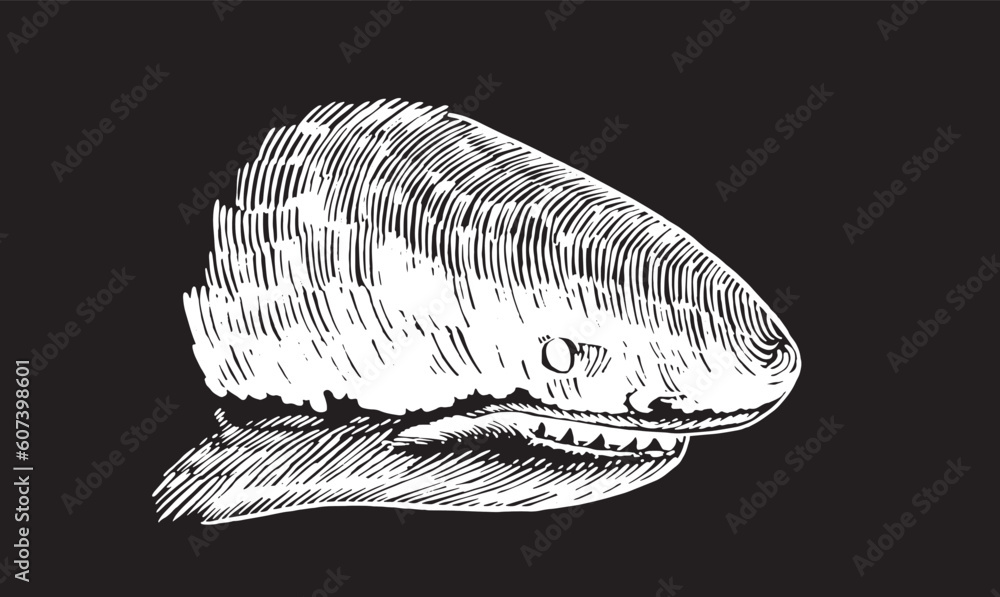 Graphical shark on black background, underwater life. Vector ...