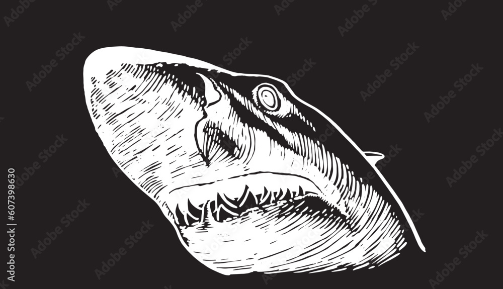 Graphical shark on black background, underwater life. Vector ...