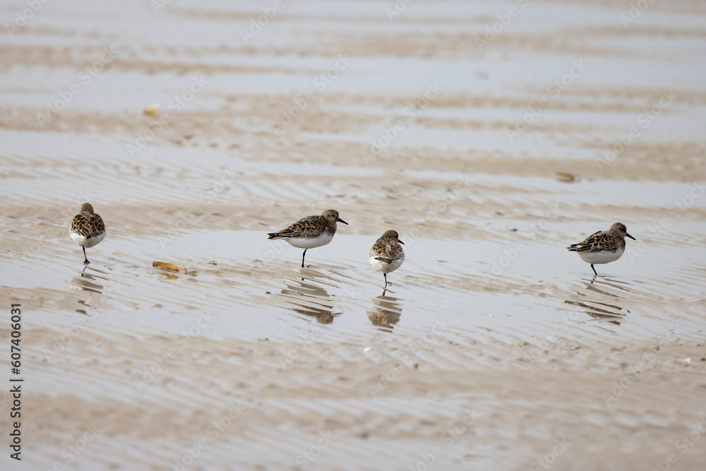 Sanderling (Calidris alba) is a small wading bird. The name derives ...
