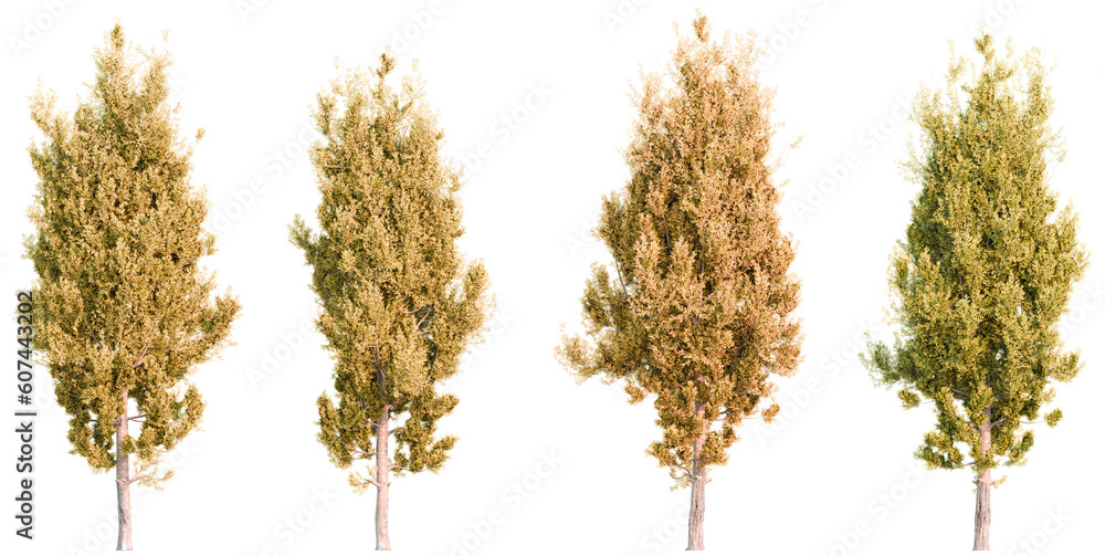 Photorealistic 3D render of trees in autumn on transparent background ...