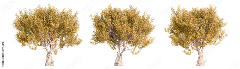 Photorealistic 3D render of trees in autumn on transparent background ...