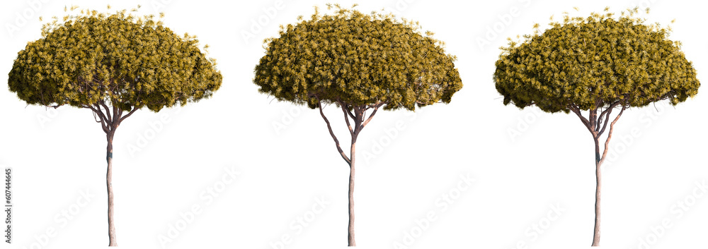 Photorealistic 3D render of trees in autumn on transparent background ...