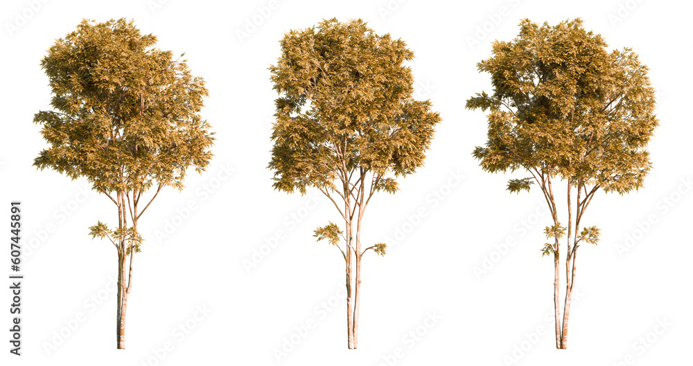 Photorealistic 3D render of trees in autumn on transparent background ...