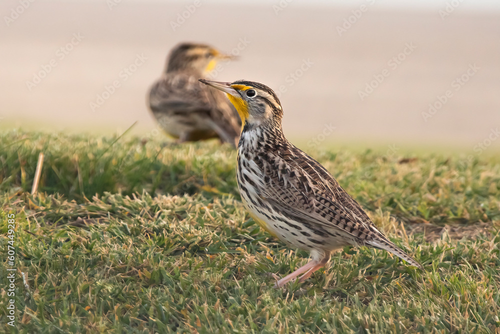 Western Meadowlark (Sturnella neglecta), a classic American grassland ...