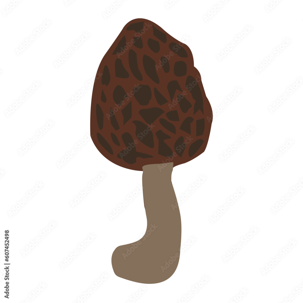 Reino Fungi Hongos comestibles colmenilla nombre científico Morchella ...