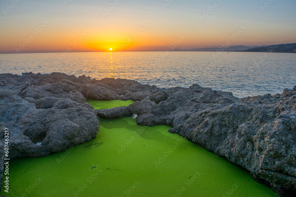 green algae, pond, plant, algal, alga, environment, nature, water ...