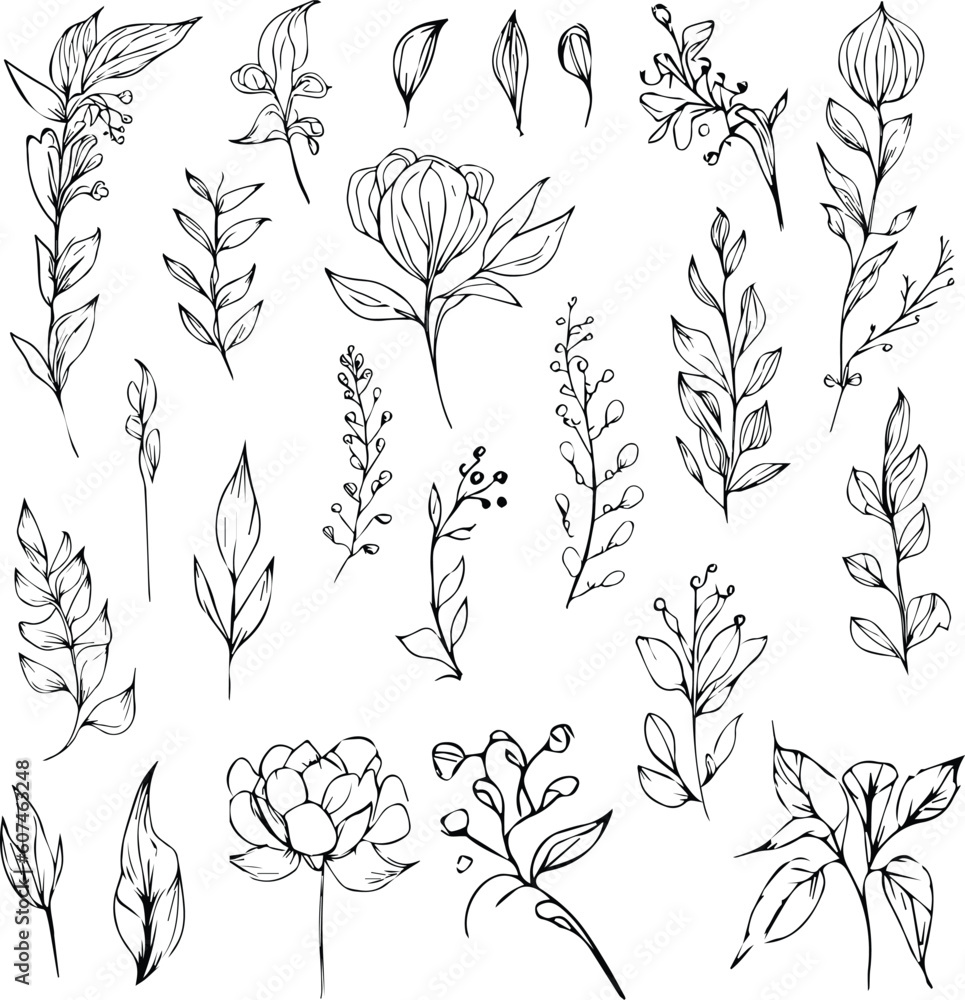 Set of vector hand-drawn botanical leaf, botanical line drawing ...