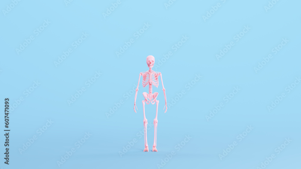 Pink Anatomical Body Biology Ecorche Education Bone Anatomy Human Male ...