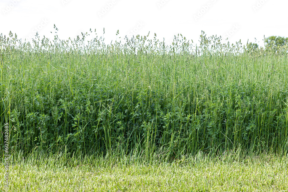 The edge of a hay field with alfalfa and orchardgrass. Stock Photo ...