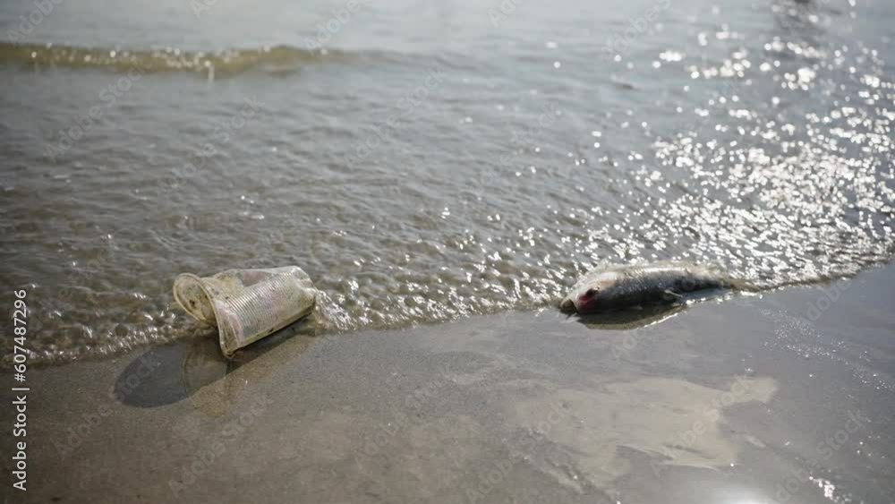 Fish dead on the beach and Plastic Waste Problem.water contaminated ...