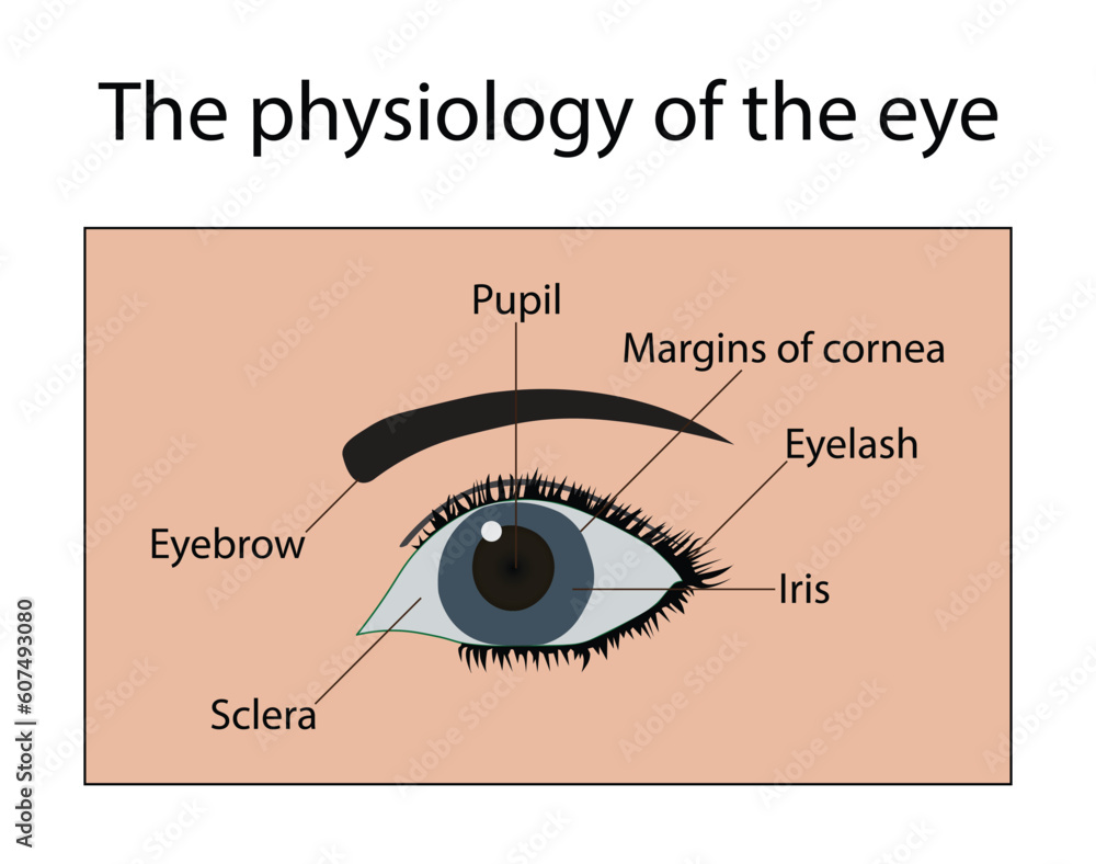Illustration Of Biology The Physiology Of Eye Anatomy Of Human Eye